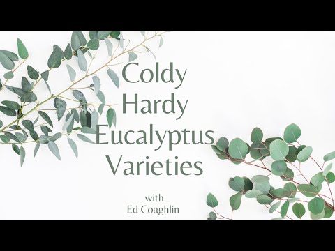Cold Hardy Varieties of Eucalyptus great for Southern Regions
