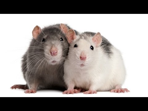 How Rats Communicate With Each Other – WHY I LOVE MY PET RATS