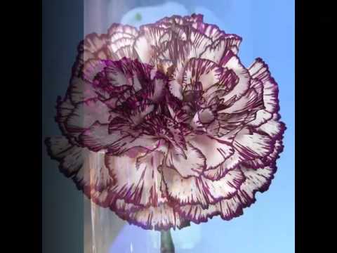 Purple And White Carnation Flower Set Of Beautiful Picture Collection