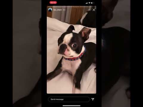 Daz Game’s Dog, Gizmo Is Broken #dazgames
