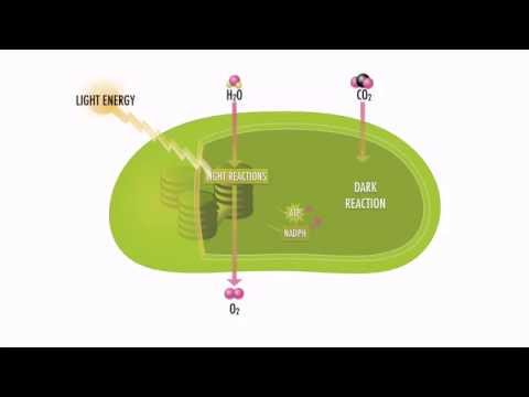 Photosynthesis Steps and Pathways