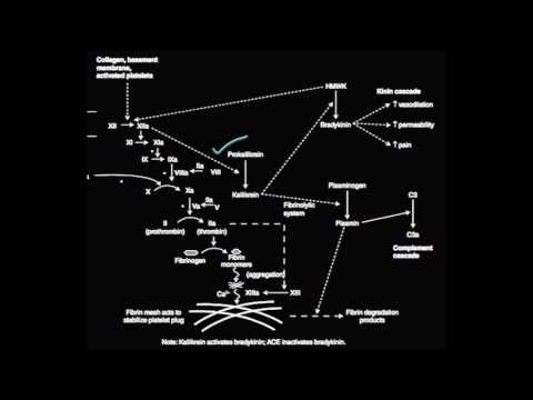 Convergence of Coagulation, Complement, and Kinin pathways [USMLE]
