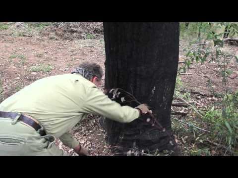 Wild dog management - setting wings