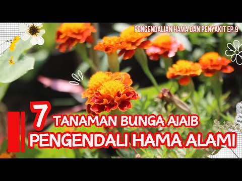7 Tanaman Bunga Ajaib Pengendali Hama Alami | Pengendalian Hama dan Penyakit Ep. 9