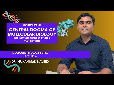 Central Dogma of Molecular Biology | Transcription | Translation | Lecture 6 | Dr. Muhammad Naveed