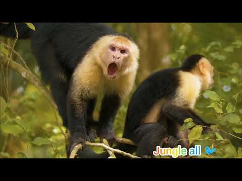 Monkey 🐒 jungle all 🐦