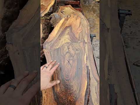 Black Walnut Hybrid Graft Slab #walnut #english #blackwalnut #graft #rare #salvage