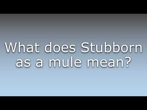 What does Stubborn as a mule mean?