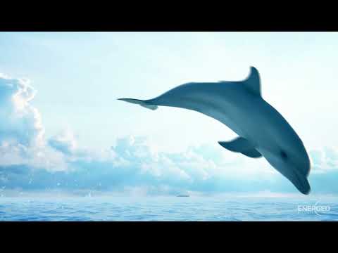 Understanding Marine Seismic Surveys Animation – Modernize MMPA