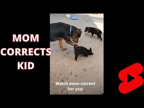 How Mom Corrects Her Pup