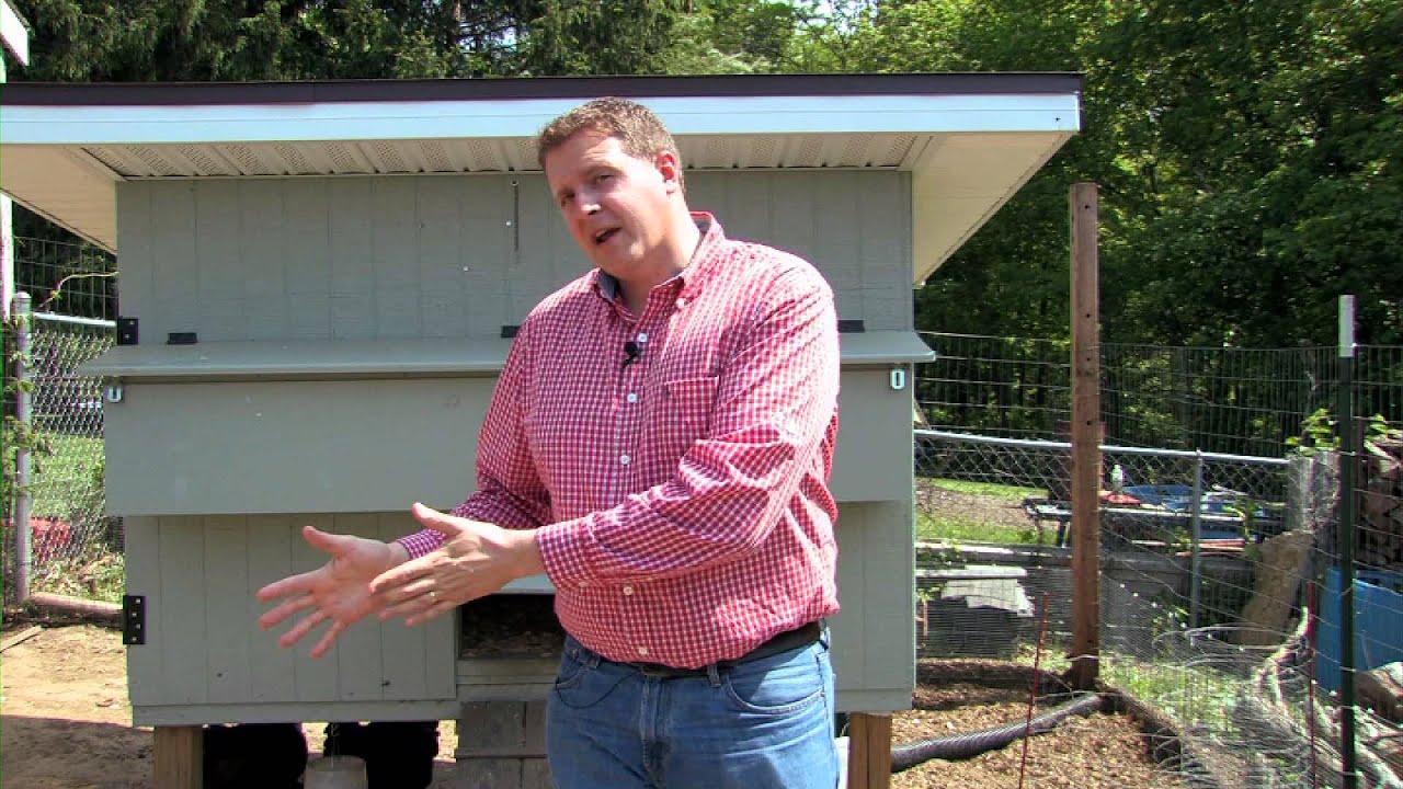 Choosing a Backyard Chicken Breed