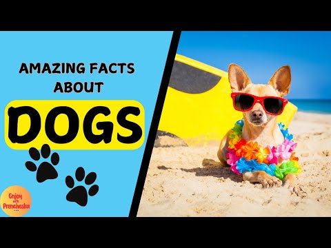 Amazing Dog Facts for Kids! 🐶🎉 Learning About Dogs!