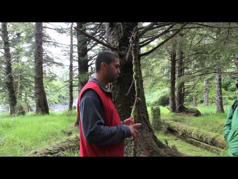 Tour led by Watchman - SGang Gwaay Llnagaay (Ninstints) - Haida Gwaii