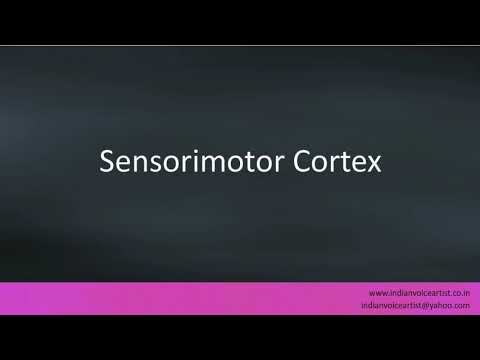 Pronunciation of the word(s) "Sensorimotor Cortex".