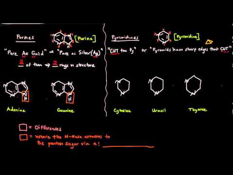 The Nitrogenous Bases - Purines and Pyrimidines