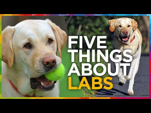 FIVE things to know about the Labrador Retriever