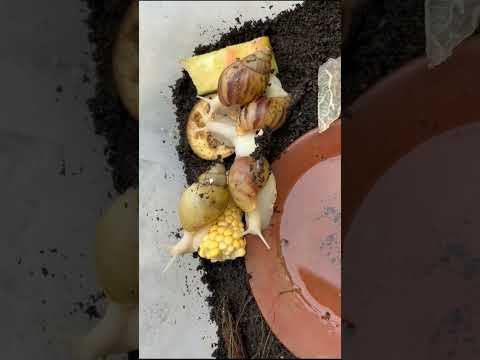 Giant Albino Land Snail for SALE in Delhi Call - Khan Exotic - 9967097287 #viral #trending #shorts