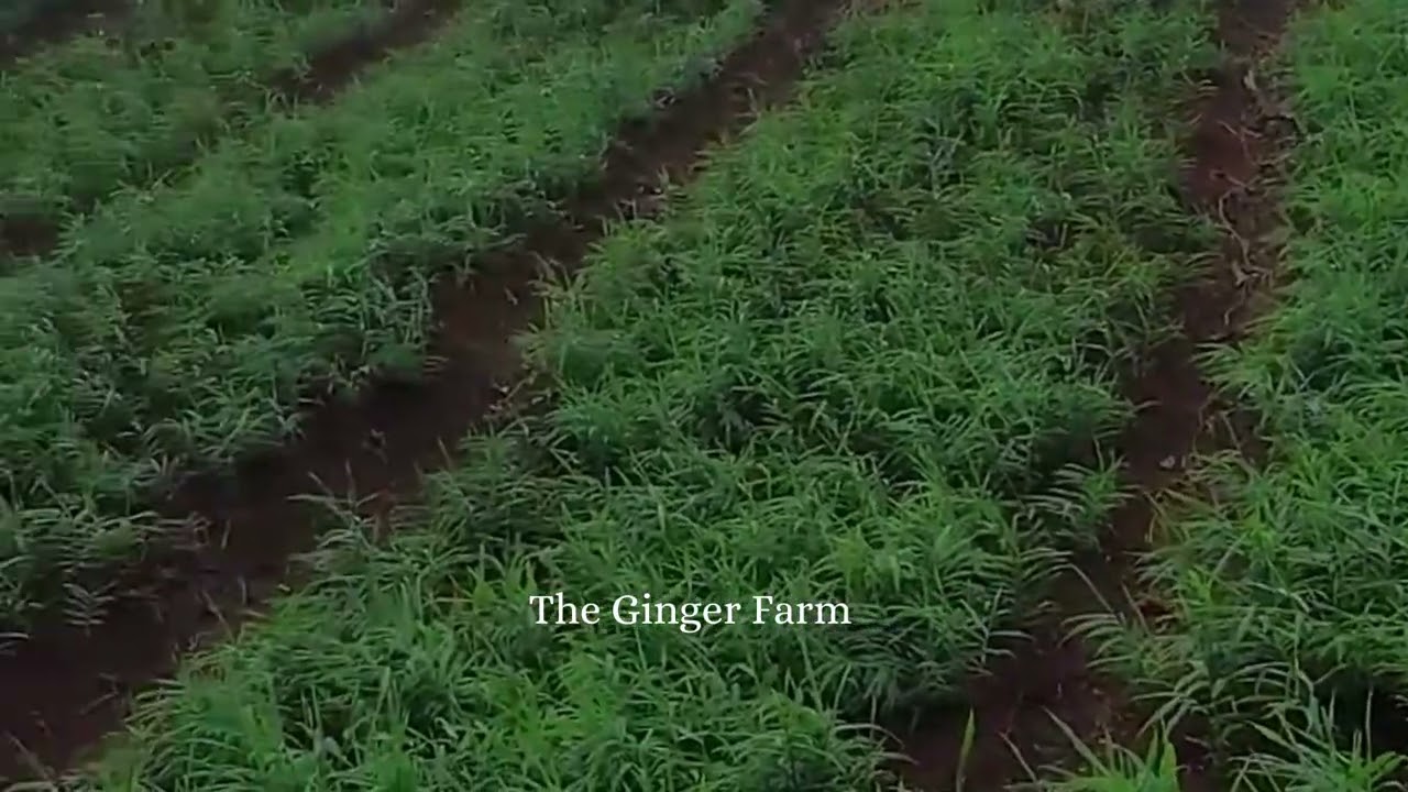 GINGER THAI - THAI FRESH GINGER