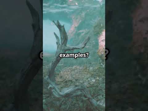 Underwater Rivers? #science #weird #didyouknow #odd #interesting #facts #learning #didyouknow #wow
