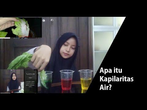 Praktikum Kapilaritas Air