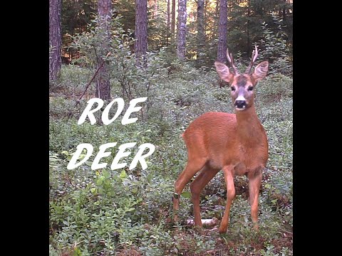 Roe Deer