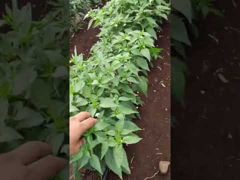 Hybrid Chilli Seeds - Wholesale Price & Mandi Rate for Chilli Hybrid Seeds