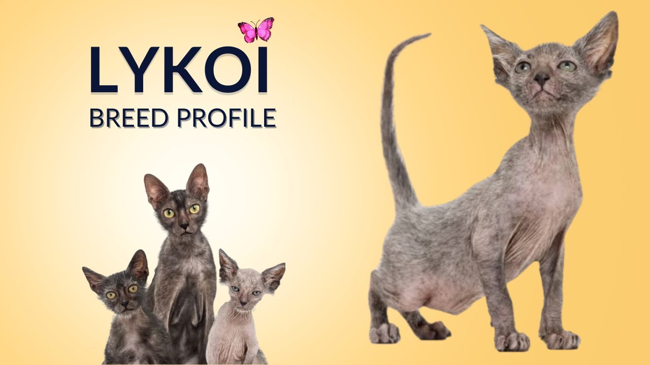 Lykoi Cat Breed Profile History - Price - Traits - Grooming Needs - Lifespan