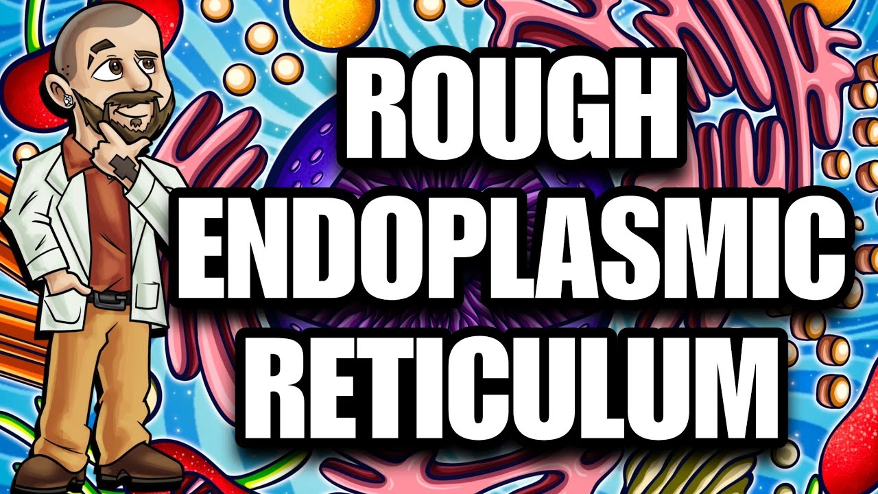 The Rough Endoplasmic Reticulum: Structure, Function, and Significance