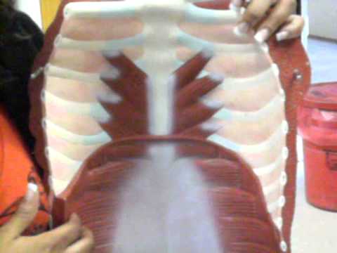 Anatomy Muscle test: Axial region 2