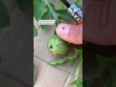 What pollinated watermelons and not pollinated ones look like #watermelon #pollinated