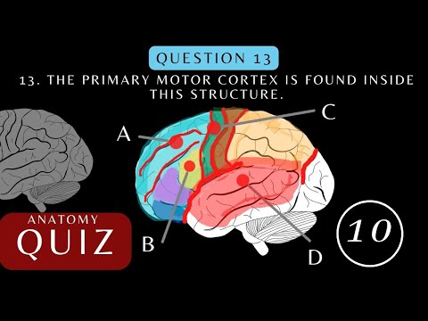 Neuroanatomy Quiz. Anatomy and Physiology of the Cerebrum | Brainquiz #brainanatomy #anatomyquiz