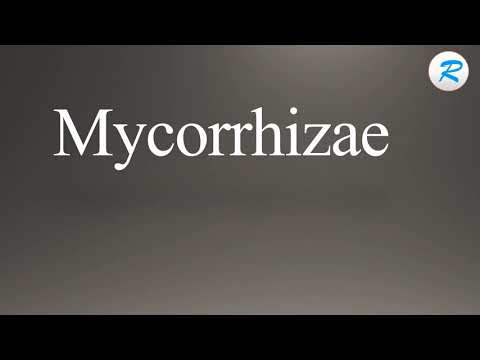 How to pronounce Mycorrhizae