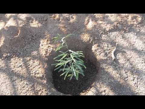 Arizona Desert Planting Forest Mesquite Trees Shade Landscaping Seeds Seedling Heeler Cattle Dog