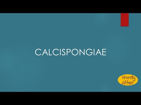 Calcispongiae Meaning