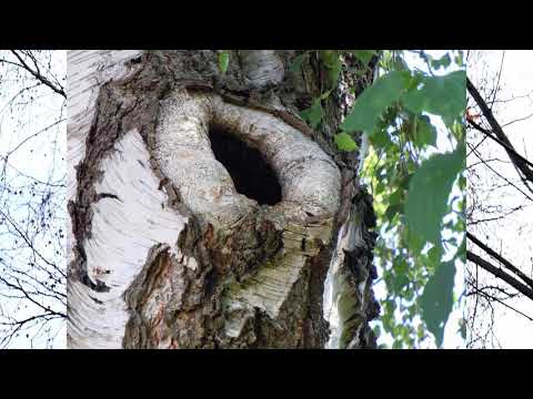 Bonsai: Species profile: silver birch (Betula Pendula)