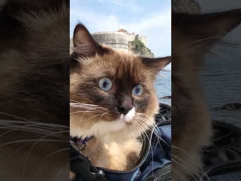 My kitty was visiting Dubrovnik, Croatia #dubrovnik #croatia #cat #foryou