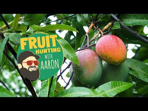 Mango Mania 2025