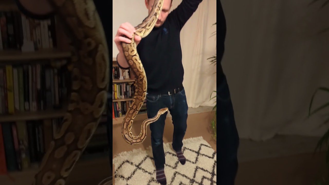 How big is this male Ball Python? 🤔