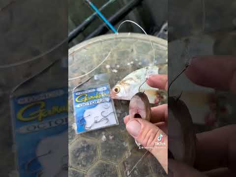 How To Catch Longnose And Spotted Gar