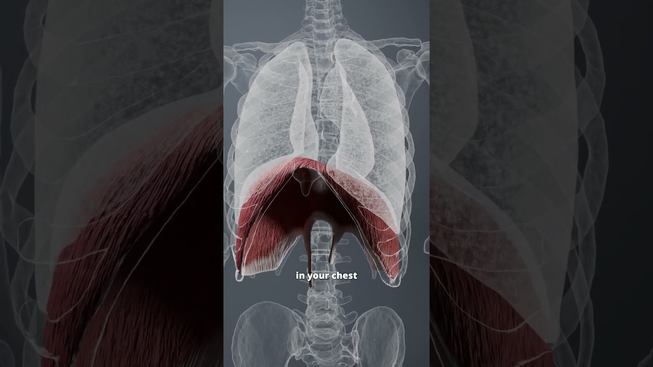 THE DIAPHRAGM BREATHING