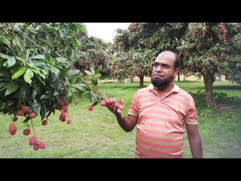 Litchi - Wholesale Price & Mandi Rate for Litchi