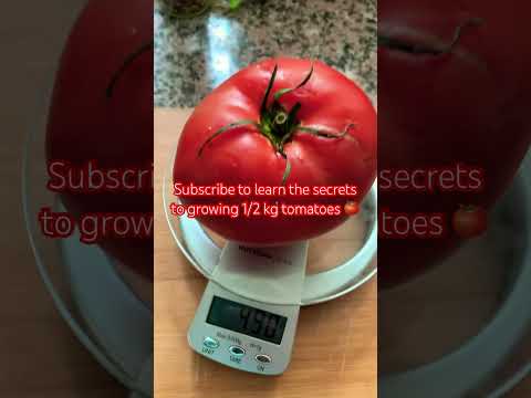 Grow the biggest tomatoes 1/2 kg, chef’s 1 pounders😉#uae#tomato#growtomatoes#organic#vegan#fitness