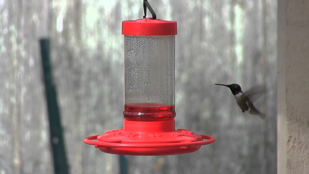 Hummingbird Feeder that really works!