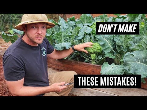 How to Harvest Broccoli 🥦|Avoid These 3 Costly Mistakes!|