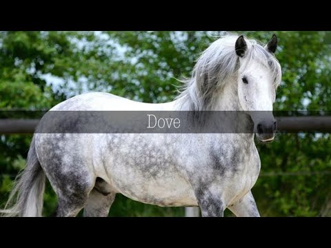 Best names for grey horses!