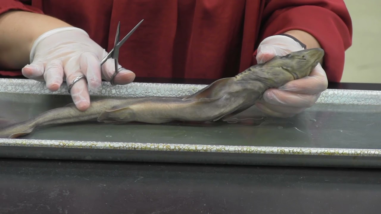 Dissection of a Dogfish