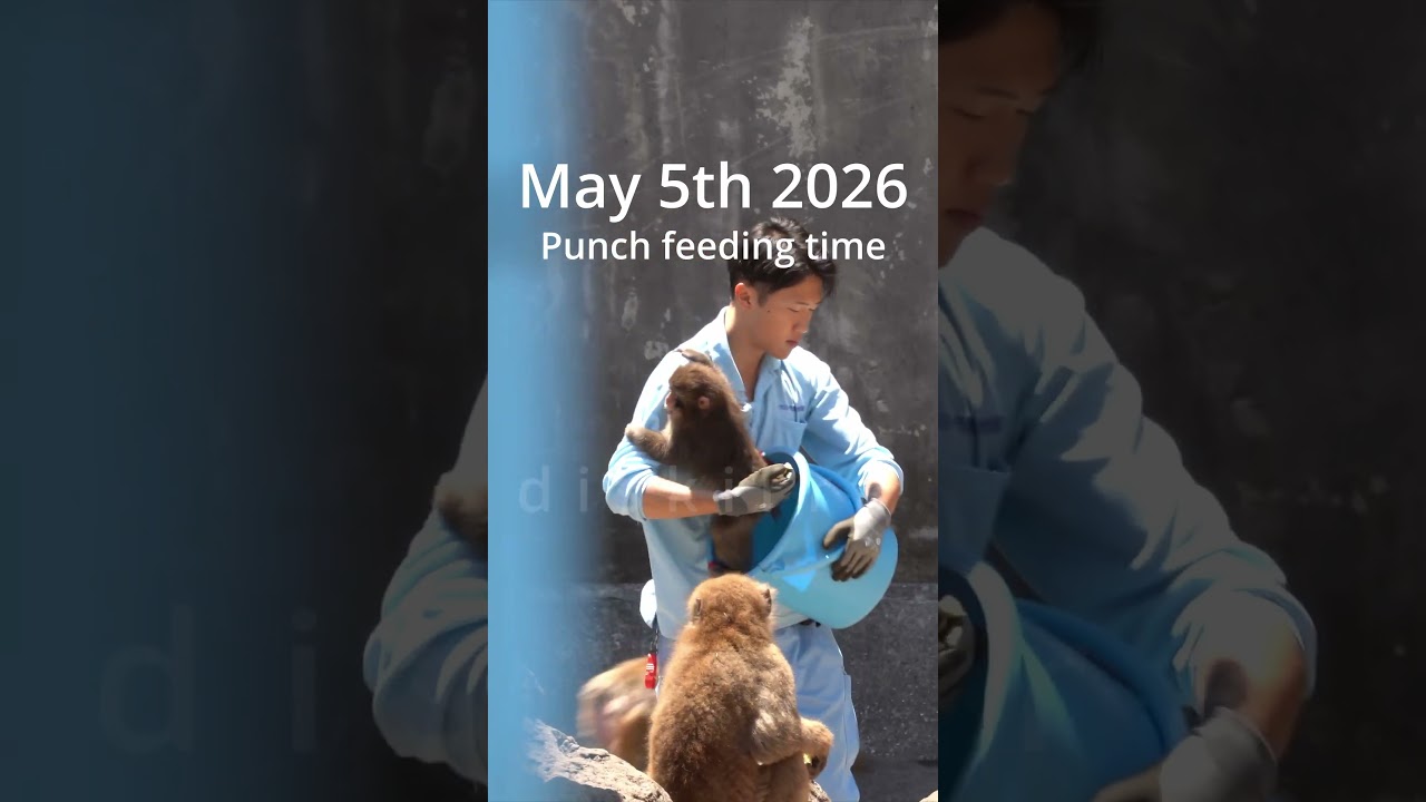 Punchi-kun Feeding Time