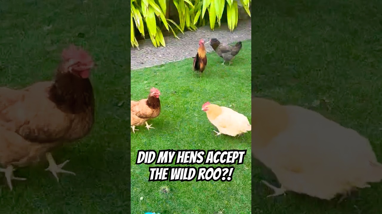 WILD ROOSTER BOYFRIEND?! 🐔💕 Did my hens accept him, finally?!