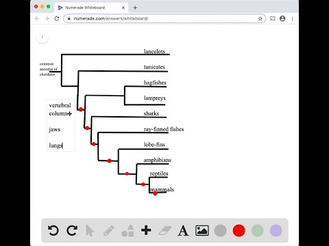 In the chordate phylogenetic tree below, fill in the shared derived character that defines each claβ¦