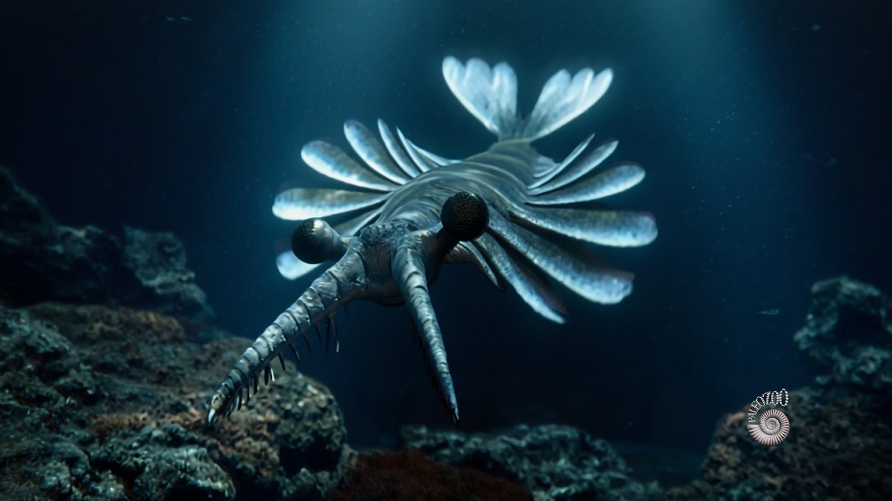 Cambrian predator: Anomalocaris